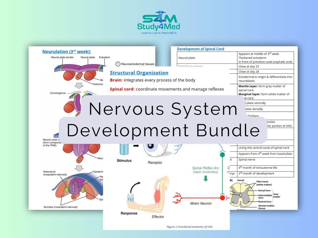 Nervous System Development Bundle |medical School Bundle | Nervous ...