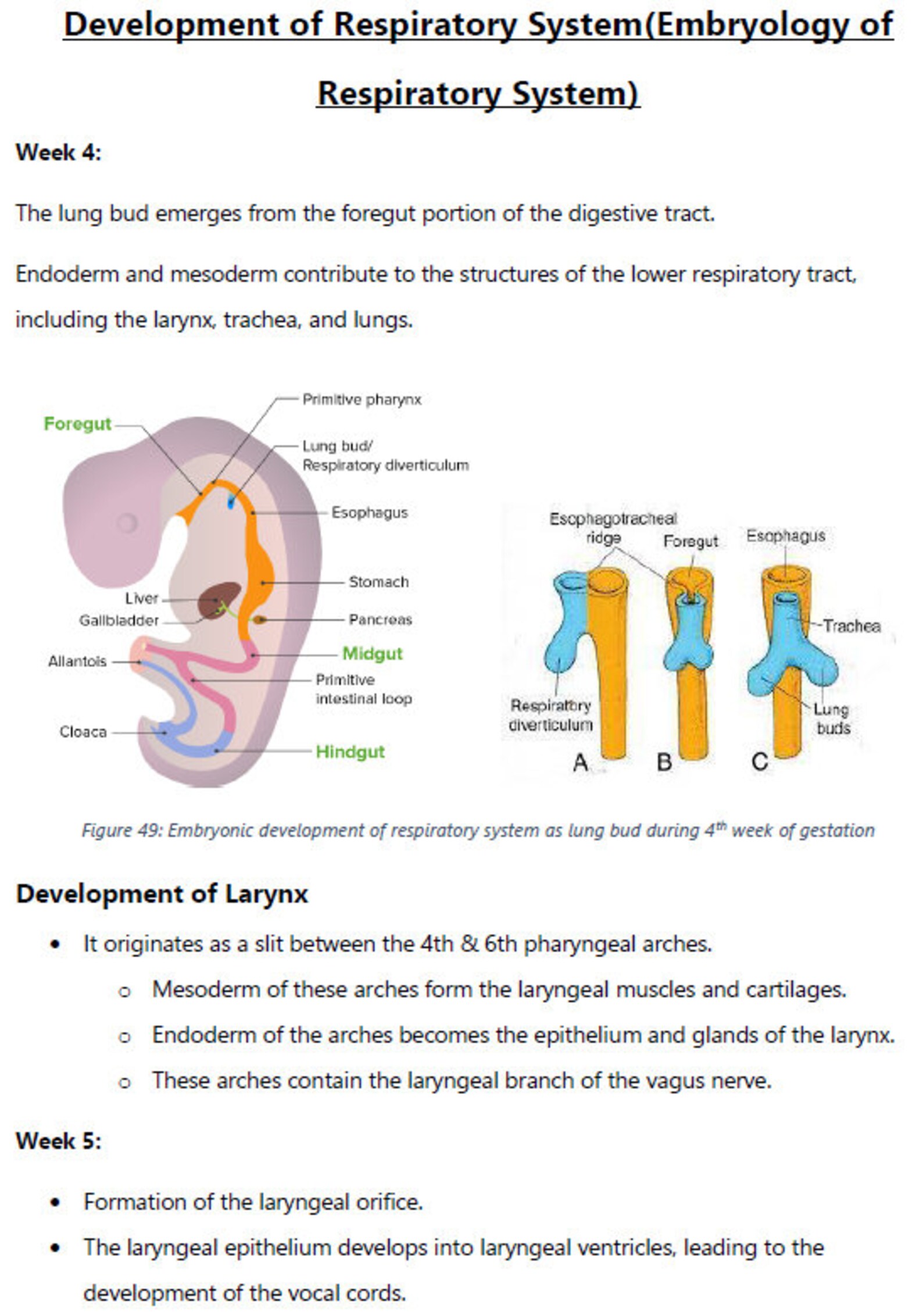 Respiratory System Study Bundle | Anatomy & Physiology Notes (digital ...