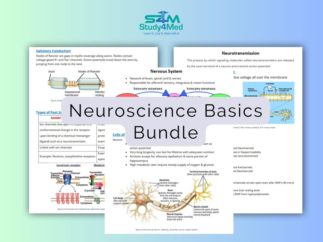 Neuroscience Basics Bundle |medical School Bundle | Nervous System - Etsy