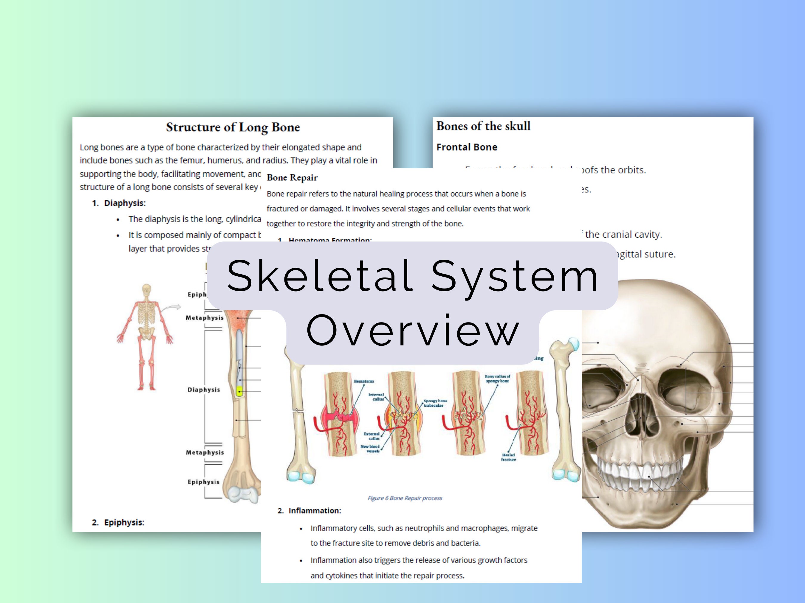 Human Skeletal System Study Guide | Medical Student Notes (digital ...