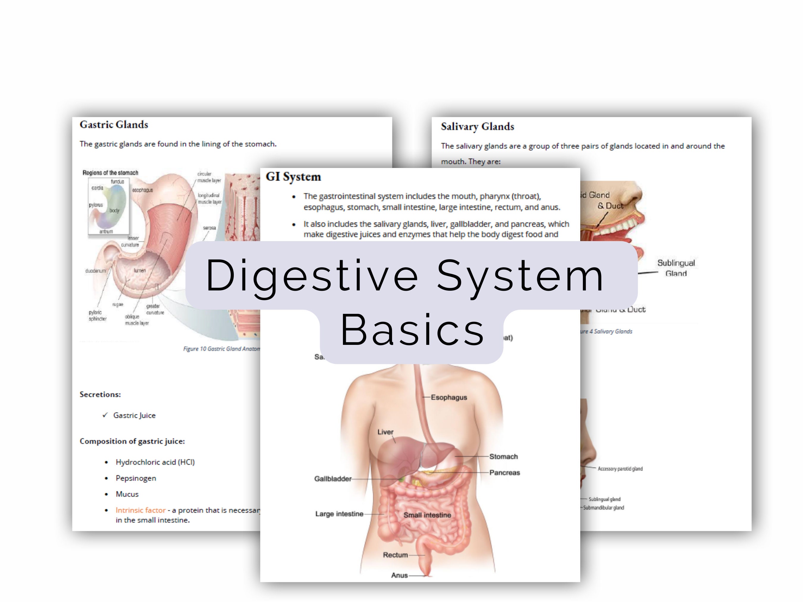 Digestive System Basics Gastrointestinal System Medical - Etsy