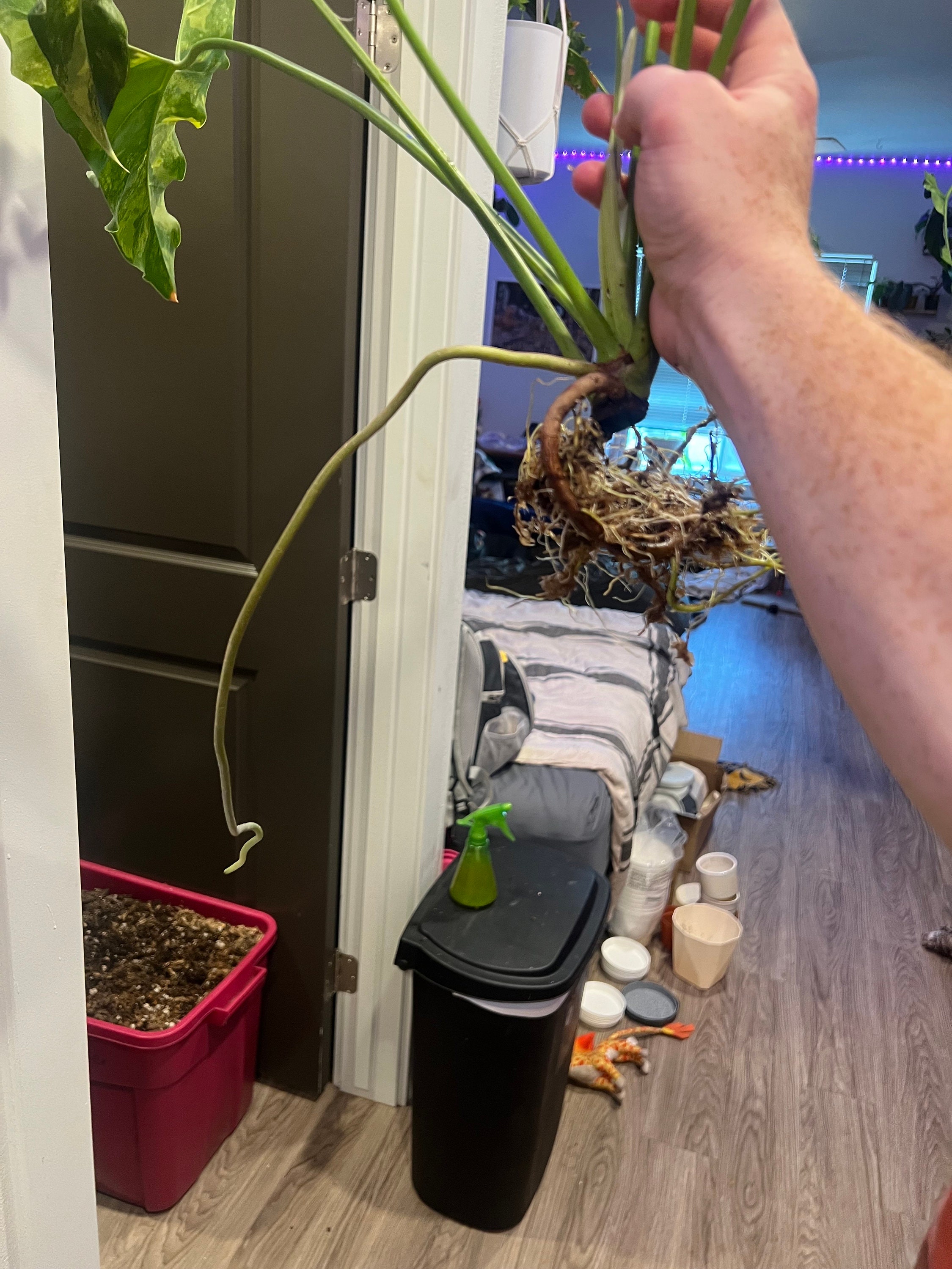 Philodendron Thaumatophyllum Java Beauty Vairegated - Etsy