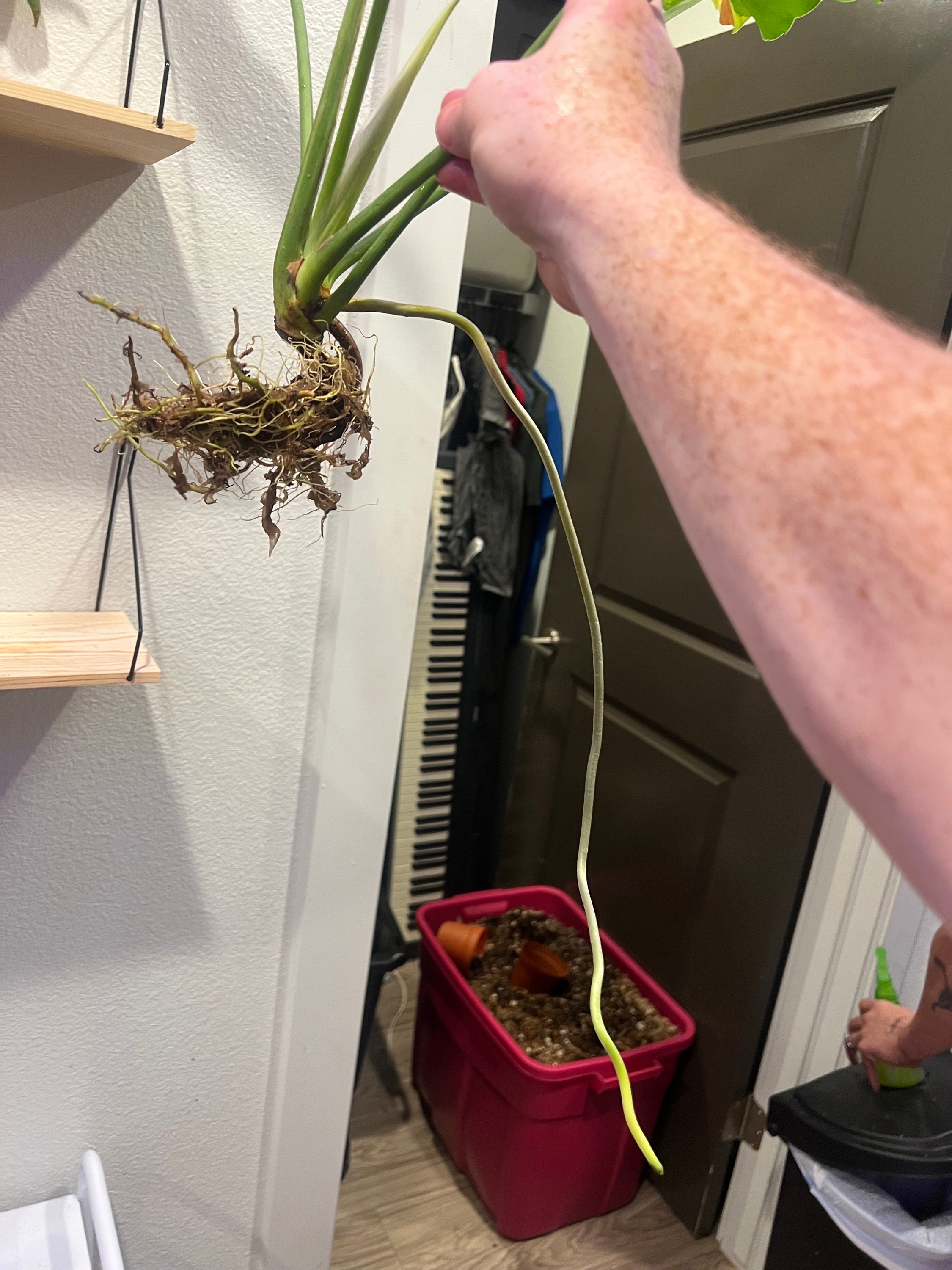 Philodendron Thaumatophyllum Java Beauty Vairegated - Etsy