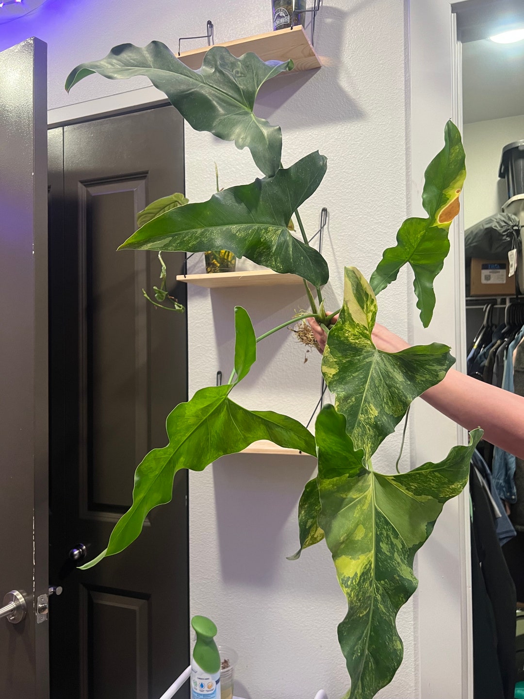 Philodendron Thaumatophyllum Java Beauty Vairegated - Etsy