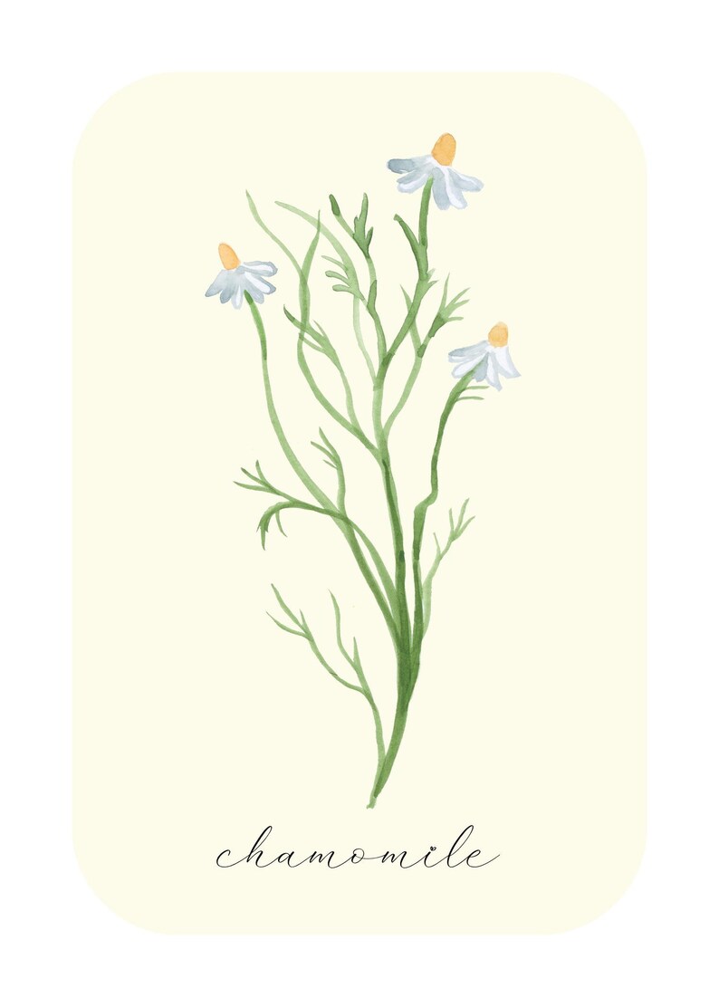 Chamomile Herb Watercolor Print: Boho Farmhouse Kitchen Decor (digital ...