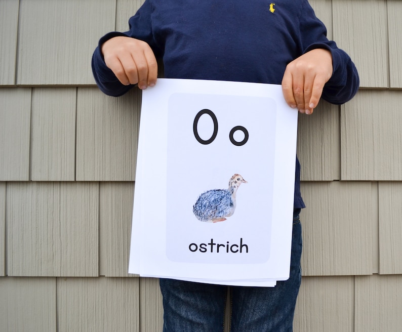 Baby Animal Alphabet Poster: Montessori Homeschool Cards (digital ...