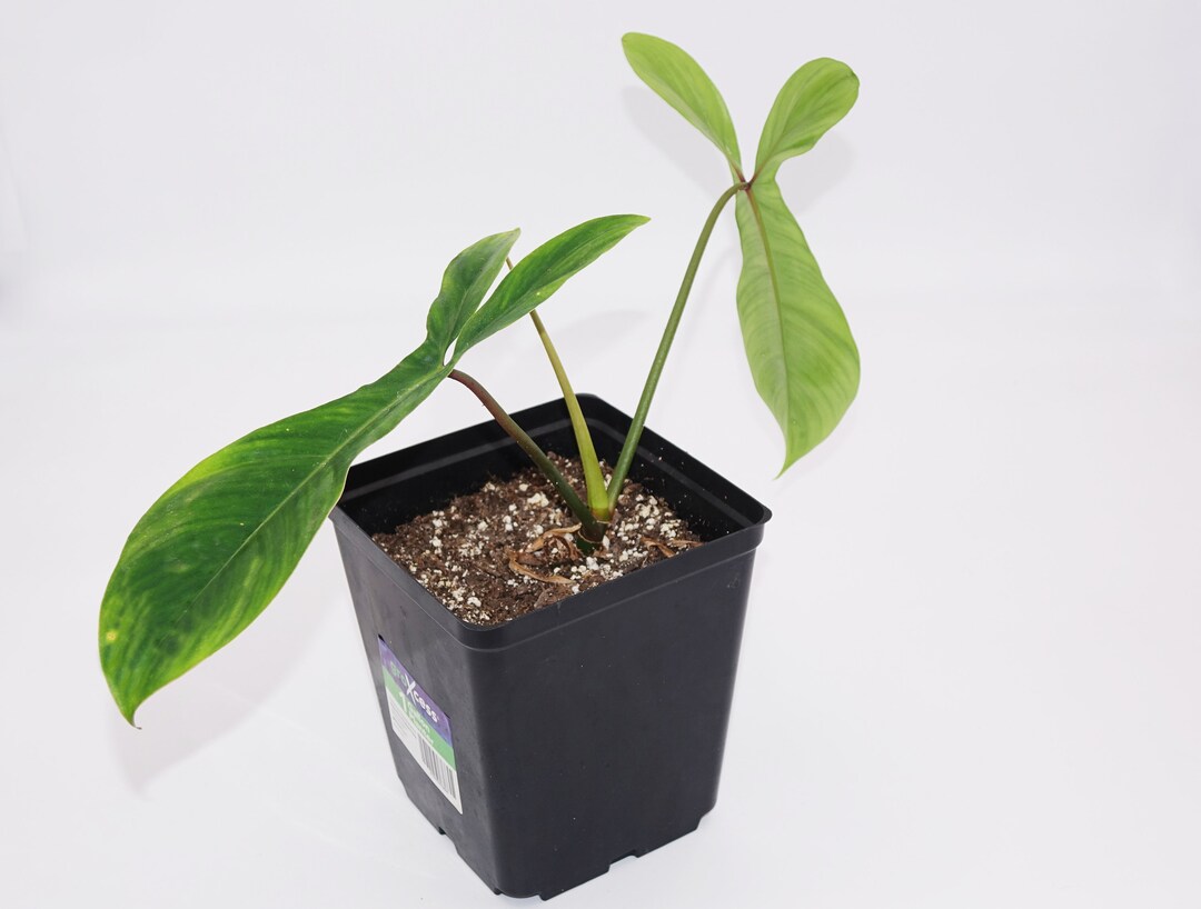 Philodendron Code 69686 - Etsy