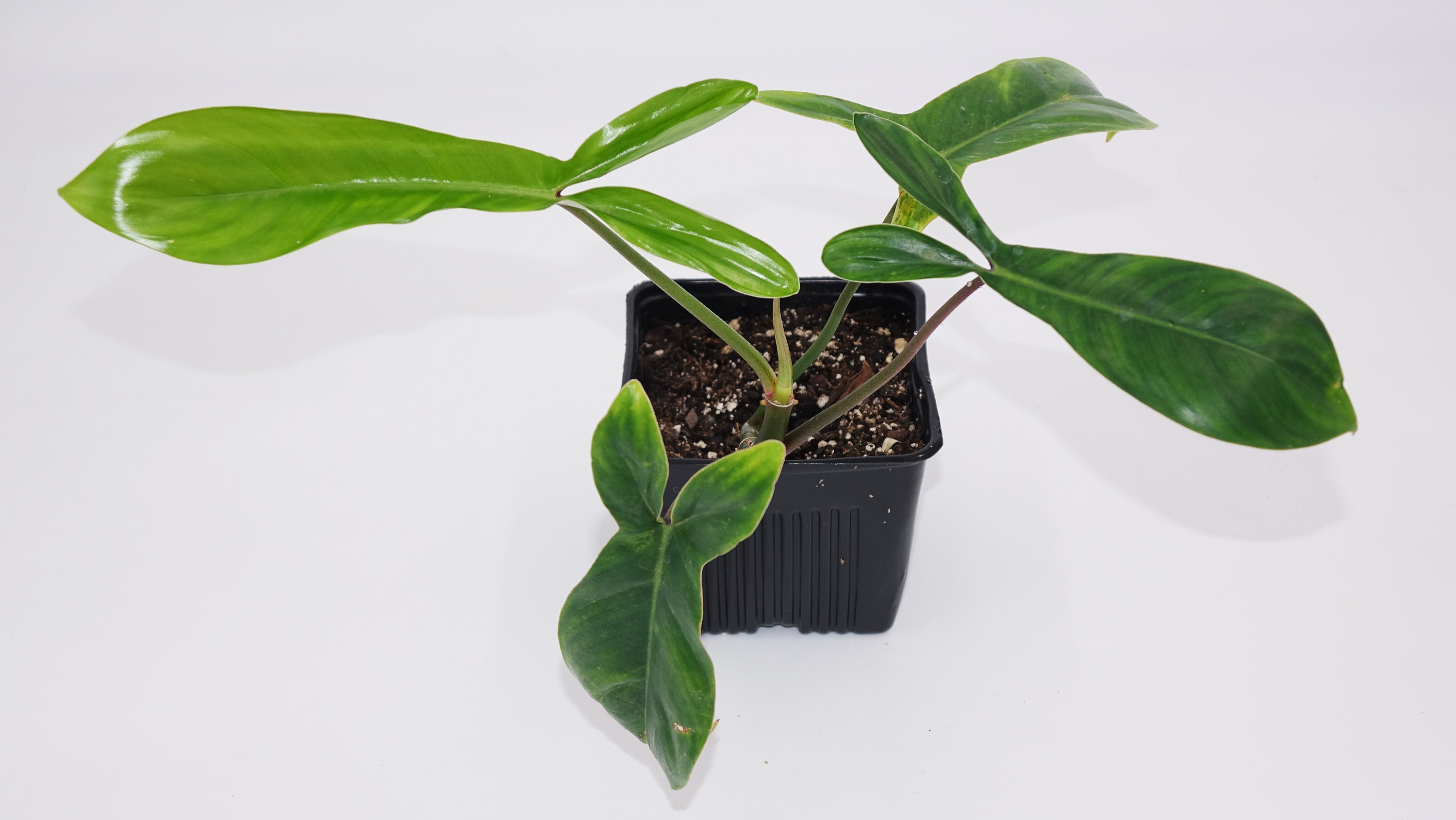 Philodendron Code 69686 - Etsy