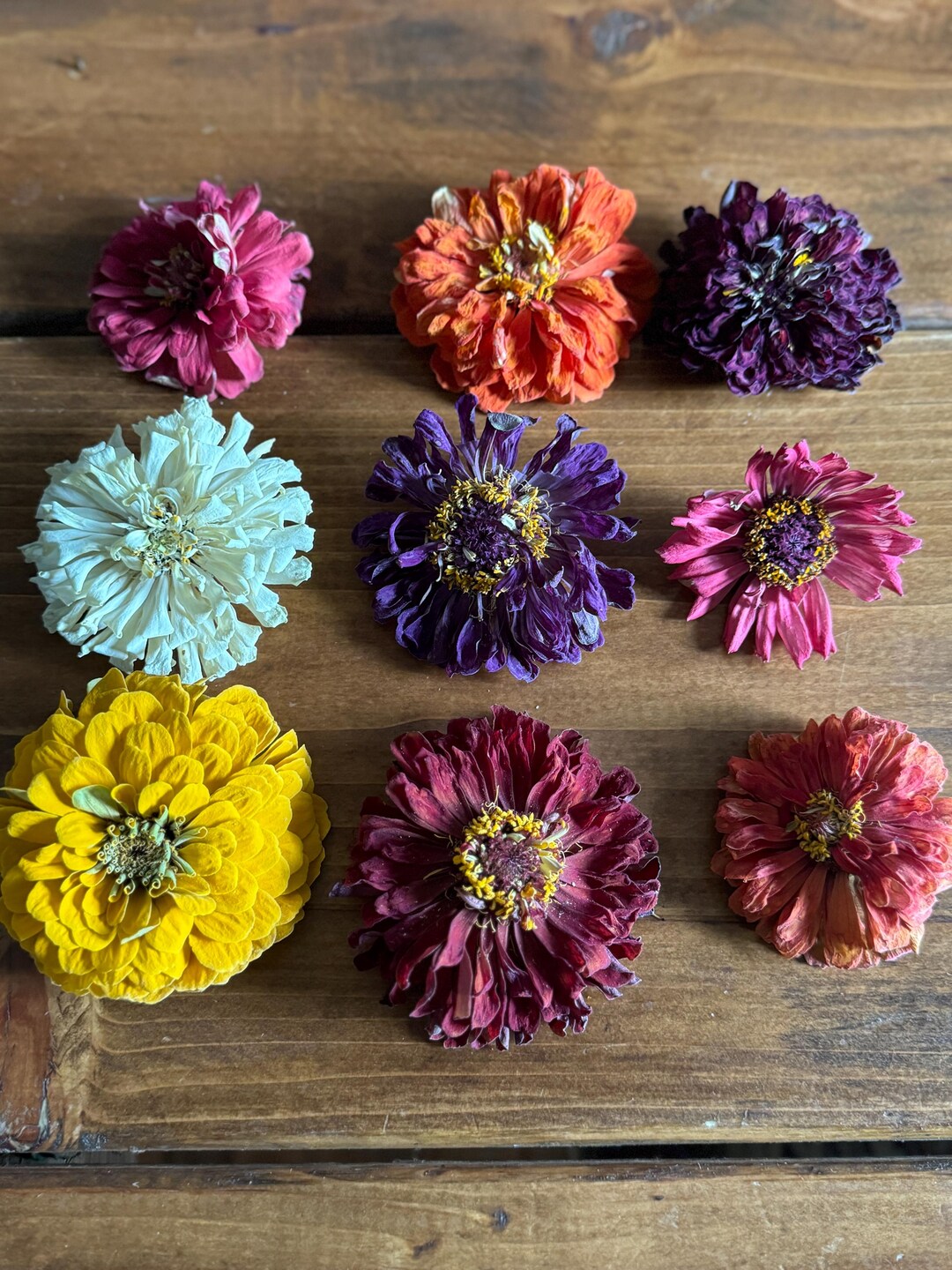 Dried Giant Zinnia Heads, Colorful Dried Flowers, Dried Flower Heads ...