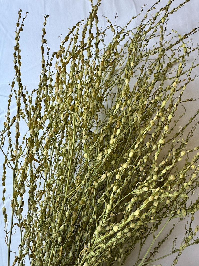 Dried Persian Cress Stems: Floral Craft Supply for Bouquet Making ...
