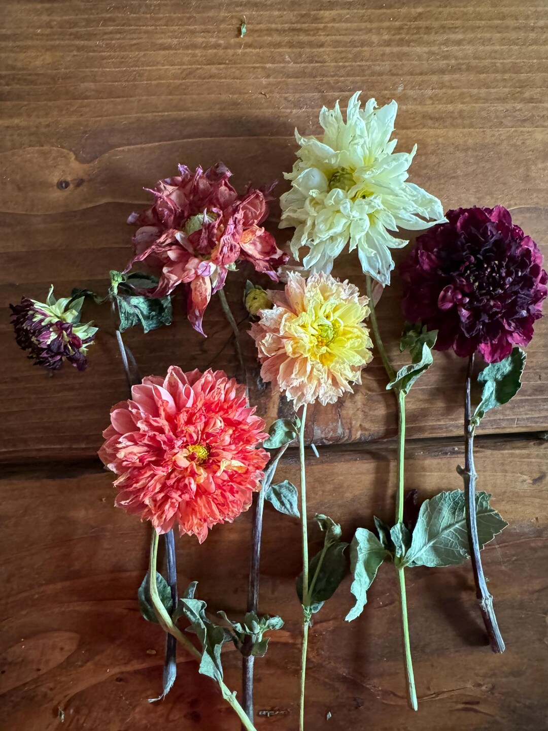 Dried Preserved Mixed Dahlia Flowers With Stems, Dried Flowers, Dried ...