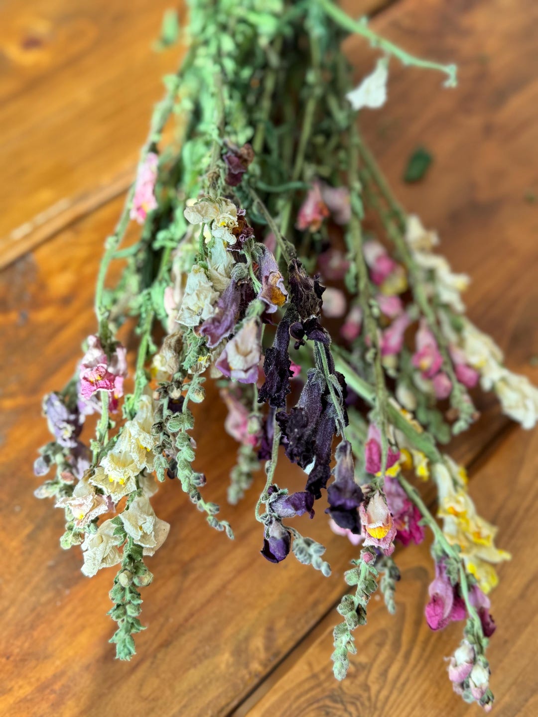 Dried Preserved Snapdragon Stems, Dried Flowers, Dried Flower Heads ...