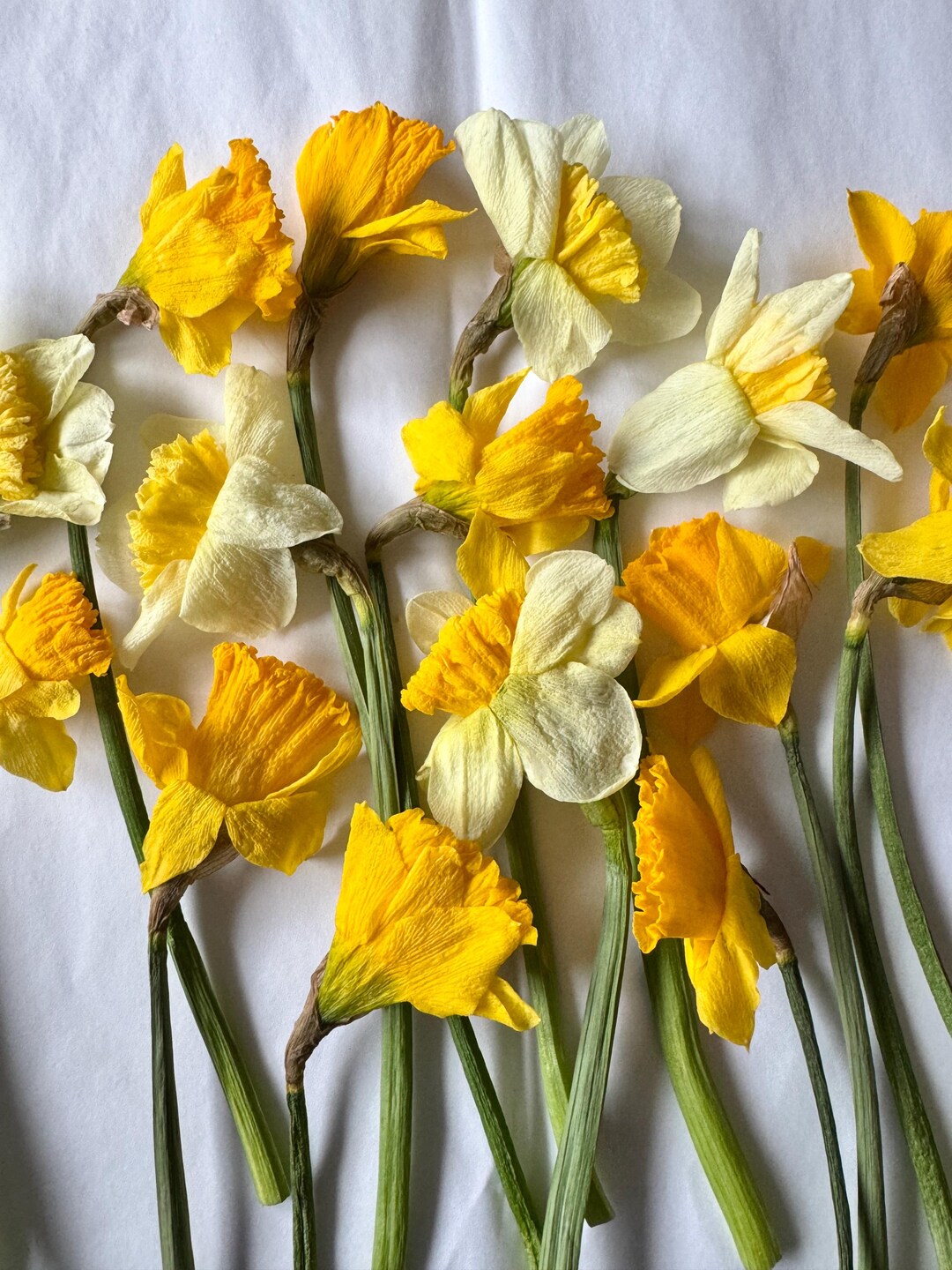 Pressed Daffodils With Stem, Semi-pressed Real Yellow Flowers, for ...