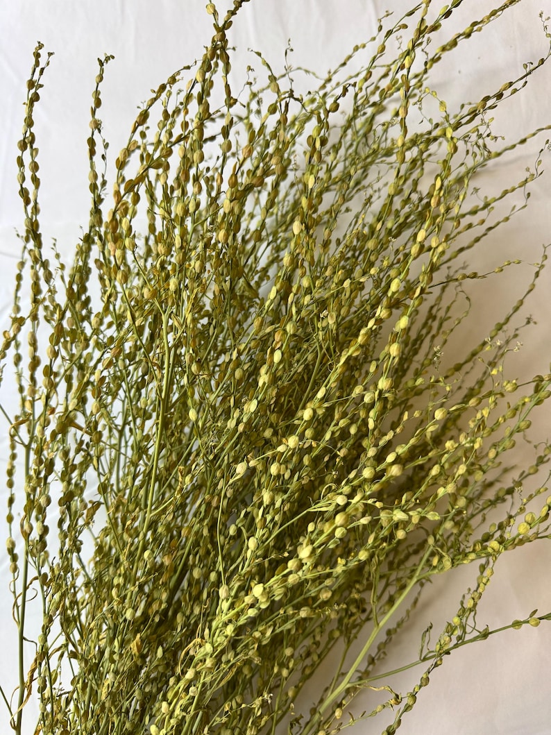 Dried Persian Cress Stems: Floral Craft Supply for Bouquet Making ...