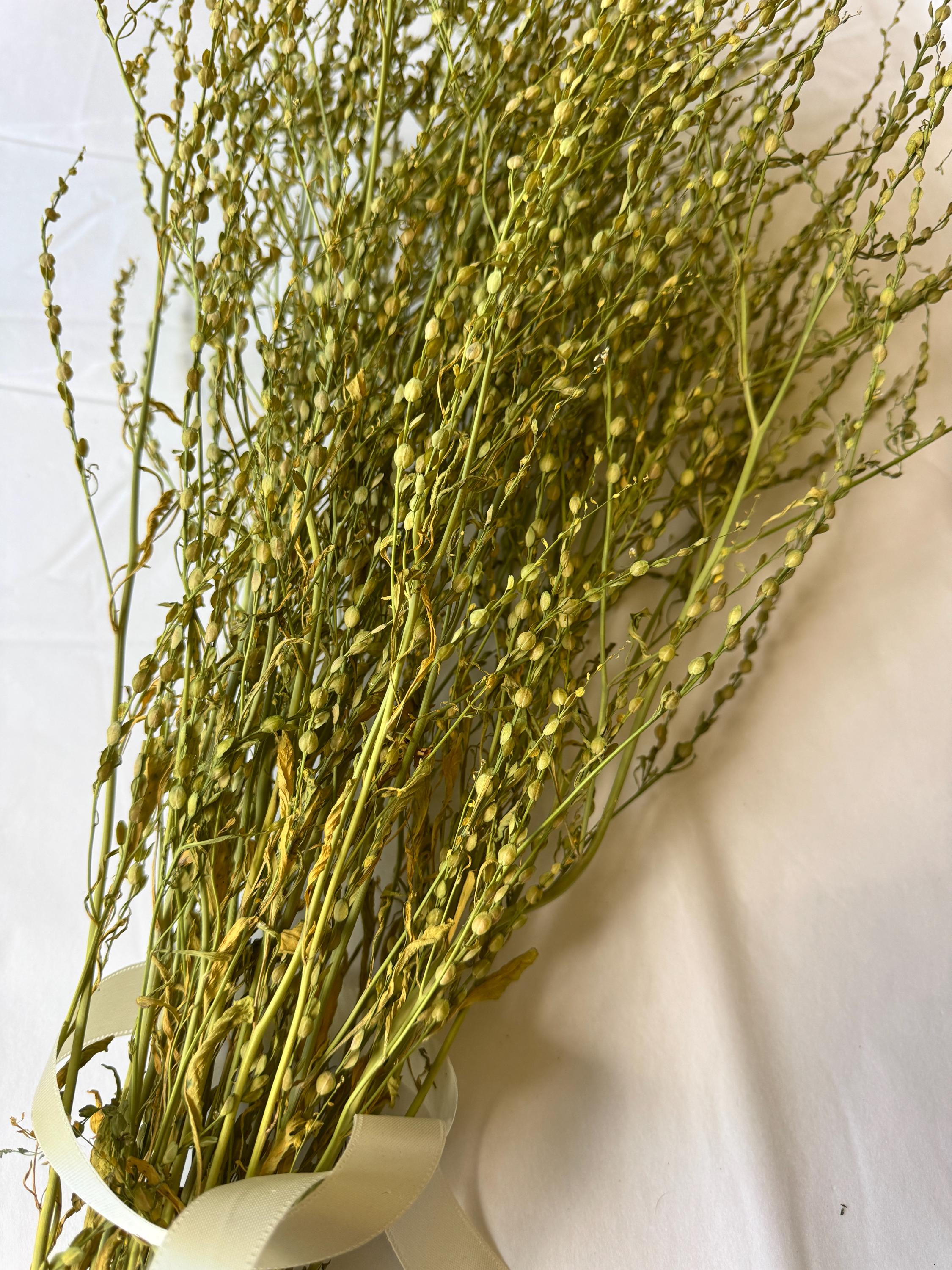 Dried Persian Cress Stems: Floral Craft Supply for Bouquet Making ...
