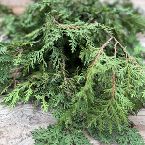 Fresh Cut Cedar Branches, Christmas Garland Making, Pine Cones, Wreath ...