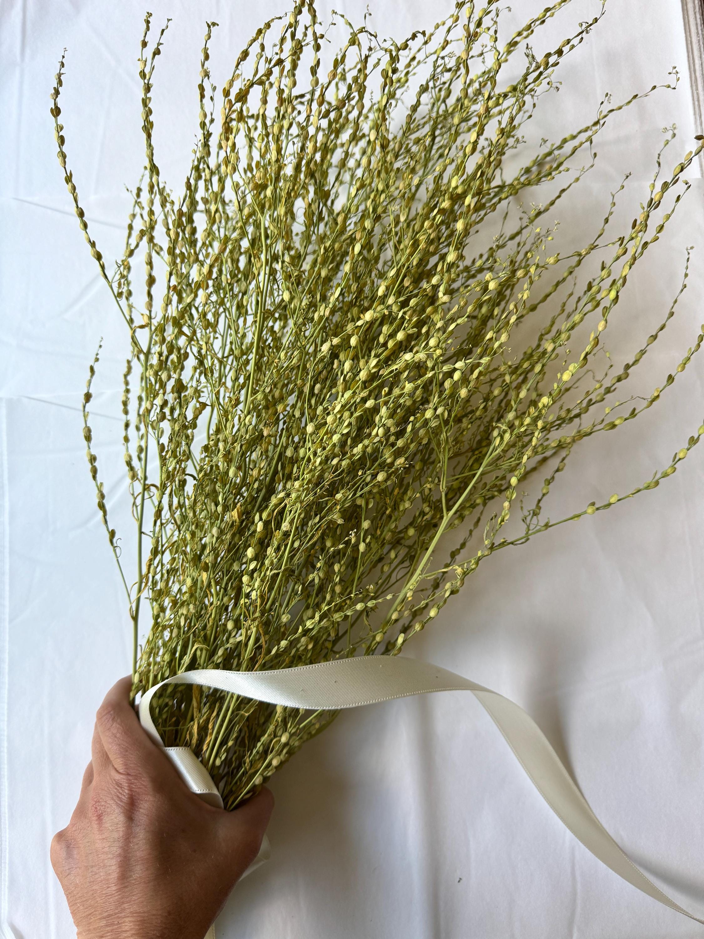 Dried Persian Cress Stems: Floral Craft Supply for Bouquet Making ...