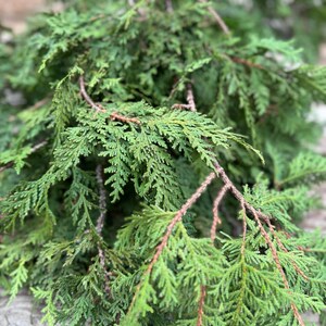 Fresh Cut Cedar Branches, Christmas Garland Making, Pine Cones, Wreath ...