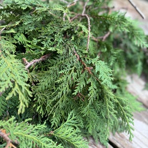Fresh Cut Cedar Branches, Christmas Garland Making, Pine Cones, Wreath ...