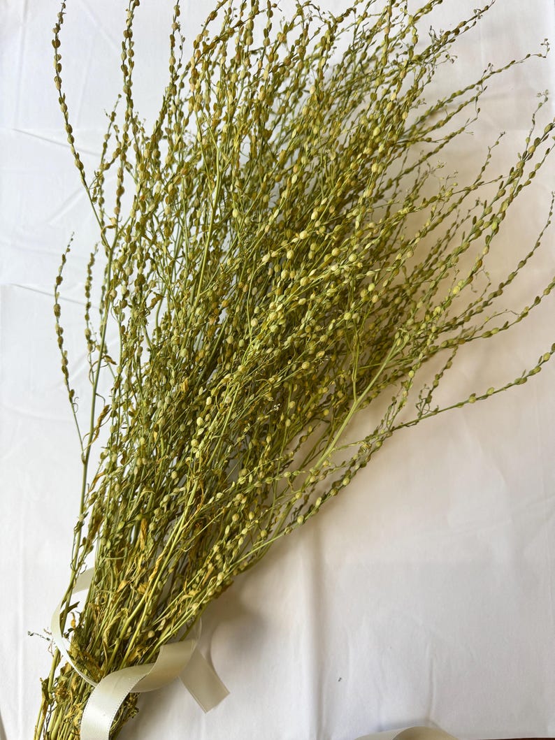 Dried Persian Cress Stems: Floral Craft Supply for Bouquet Making ...