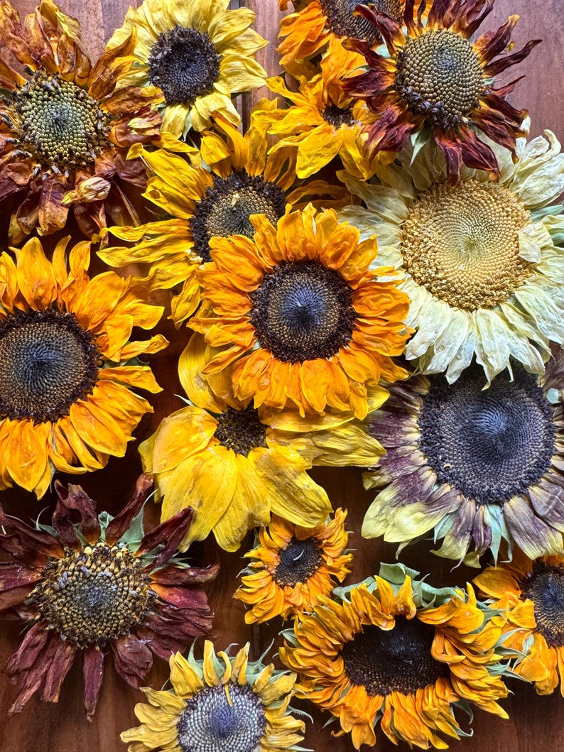 Dried Mixed Sunflower Heads: DIY Wedding Decor, Floral Crafts - Etsy