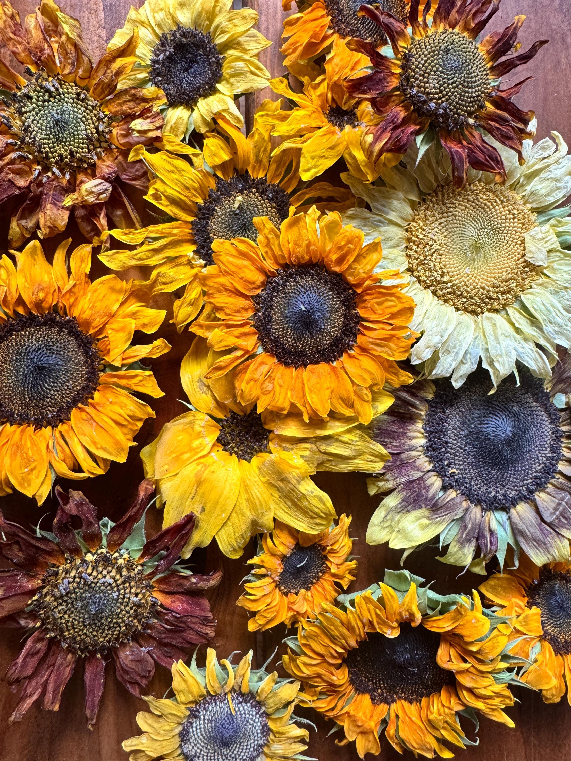 Dried Mixed Sunflower Heads: DIY Wedding Decor, Floral Crafts - Etsy