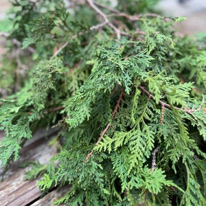 Fresh Cut Cedar Branches, Christmas Garland Making, Pine Cones, Wreath ...