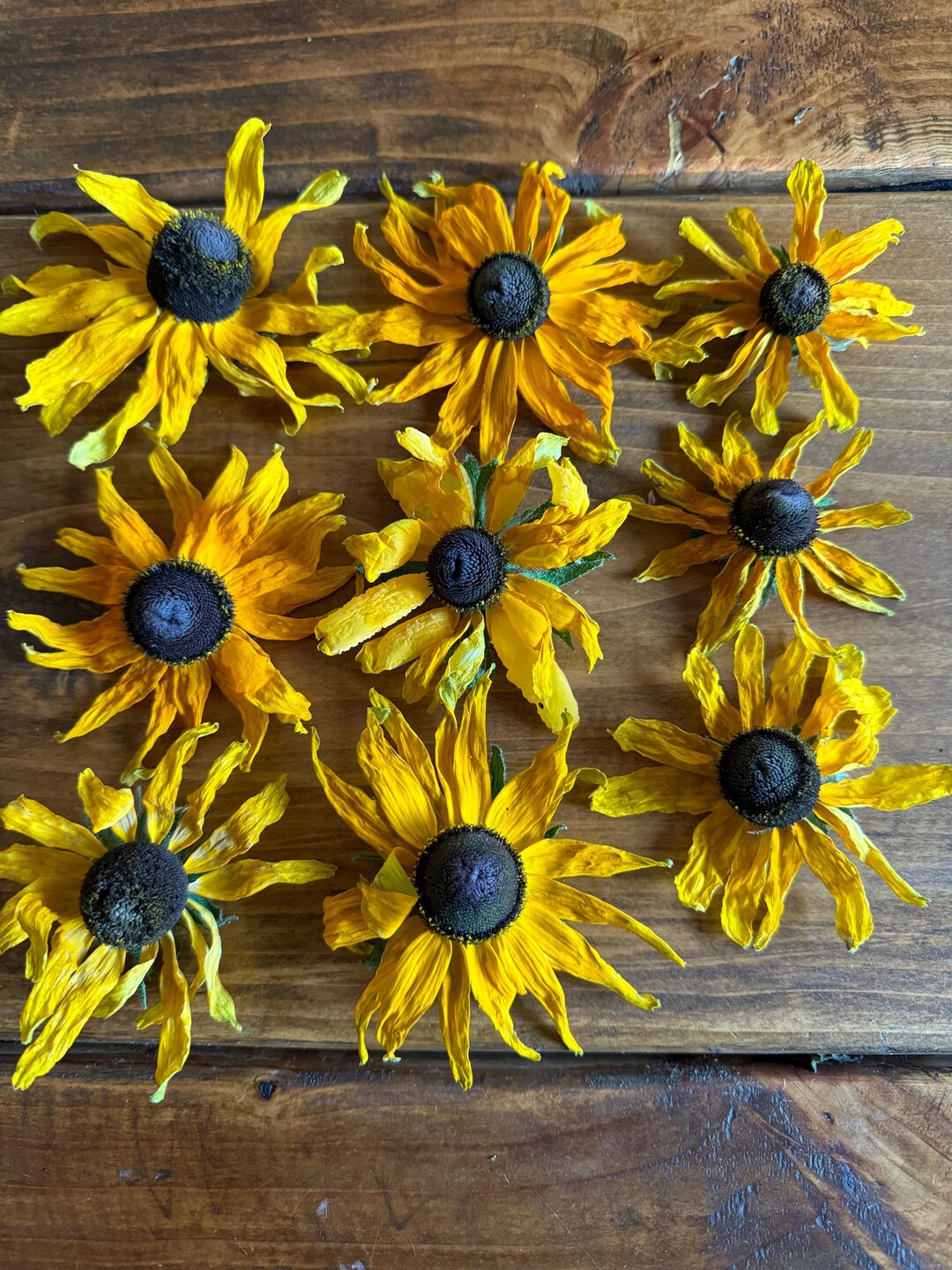 Dried Preserved Yellow Black Eyed Susan Rudbeckia Flower Heads, for ...