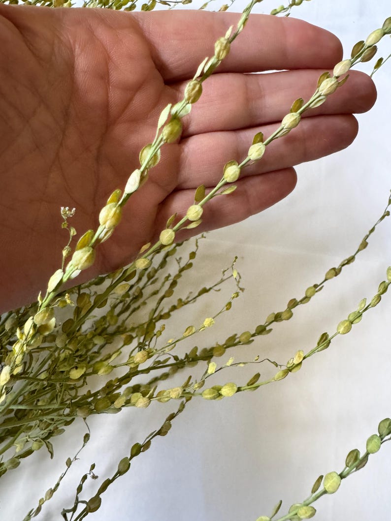 Dried Persian Cress Stems: Floral Craft Supply for Bouquet Making ...