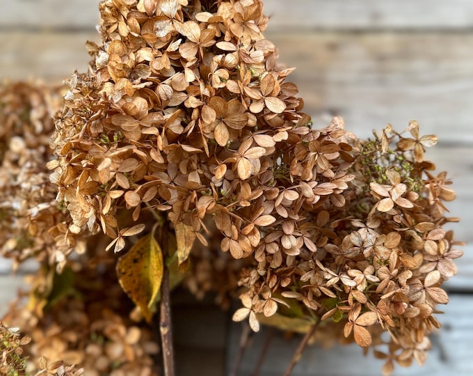 LARGE Head - Preserved Hydrangeas | Espresso Chocolate Brown | Dried ...