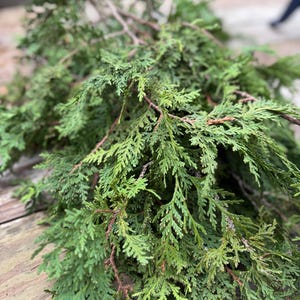 Fresh Cut Cedar Branches, Christmas Garland Making, Pine Cones, Wreath ...