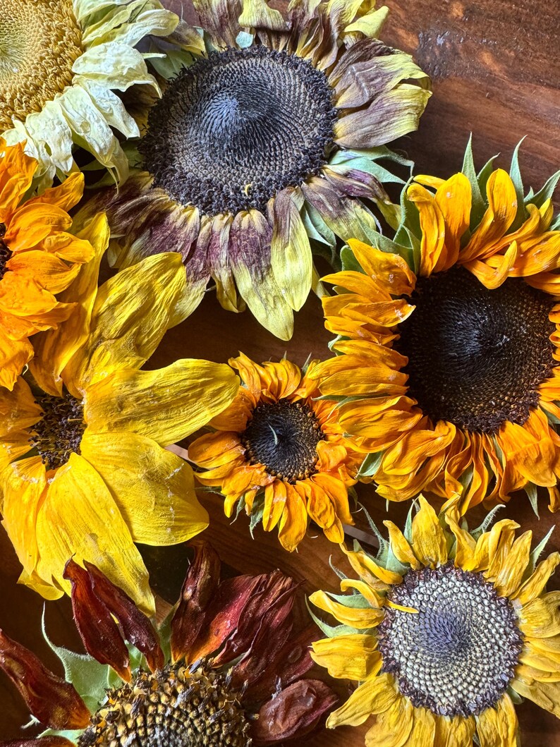 Dried Mixed Sunflower Heads: DIY Wedding Decor, Floral Crafts - Etsy