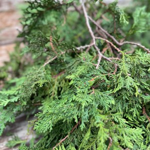 Fresh Cut Cedar Branches, Christmas Garland Making, Pine Cones, Wreath ...