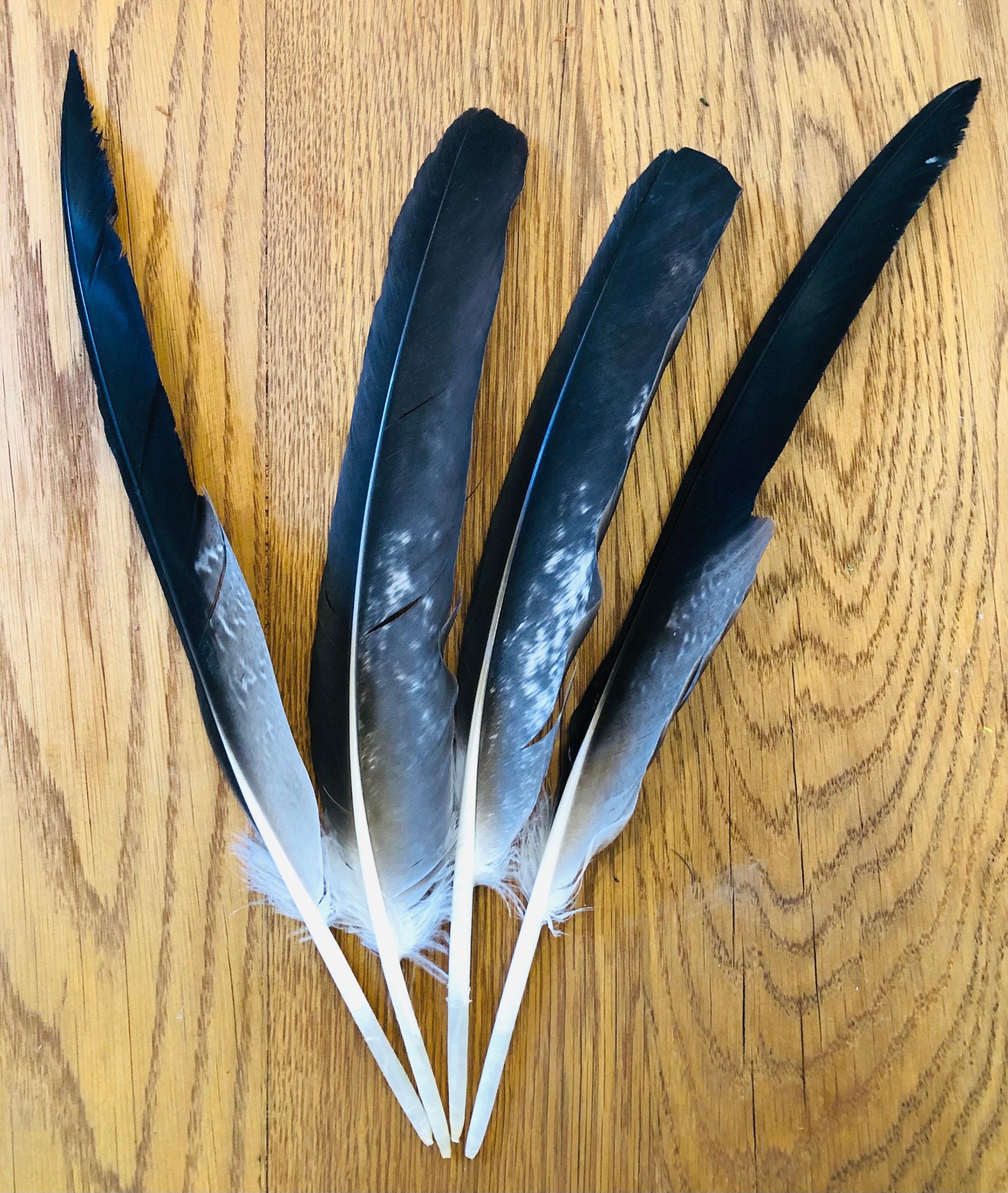 Real Eagle Feathers