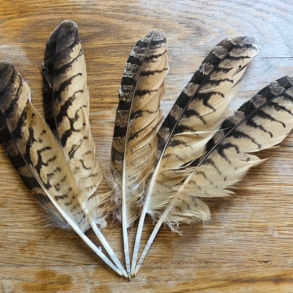 Real Eagle Feathers - Etsy