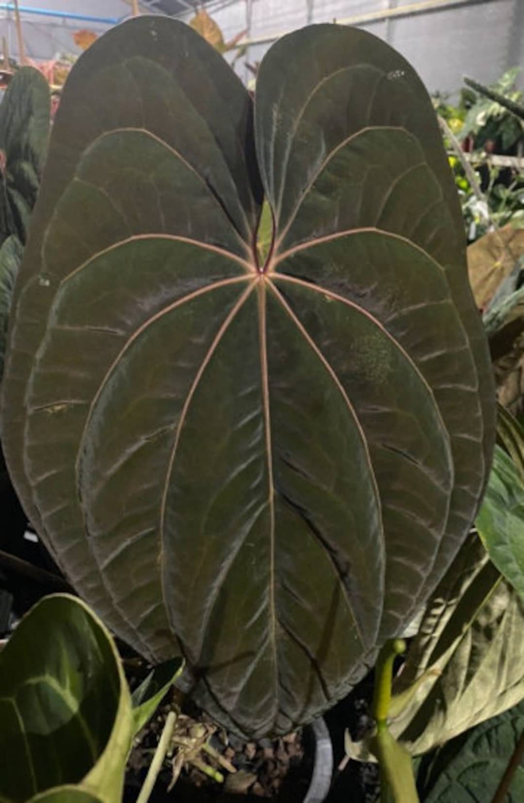 Variegated Plants Rare Anthurium Dark Phoenix Red Vein Super - Etsy