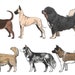 Dog Breeds Collection, a Wonderful Picture of 50 Breeds, Just to Print ...