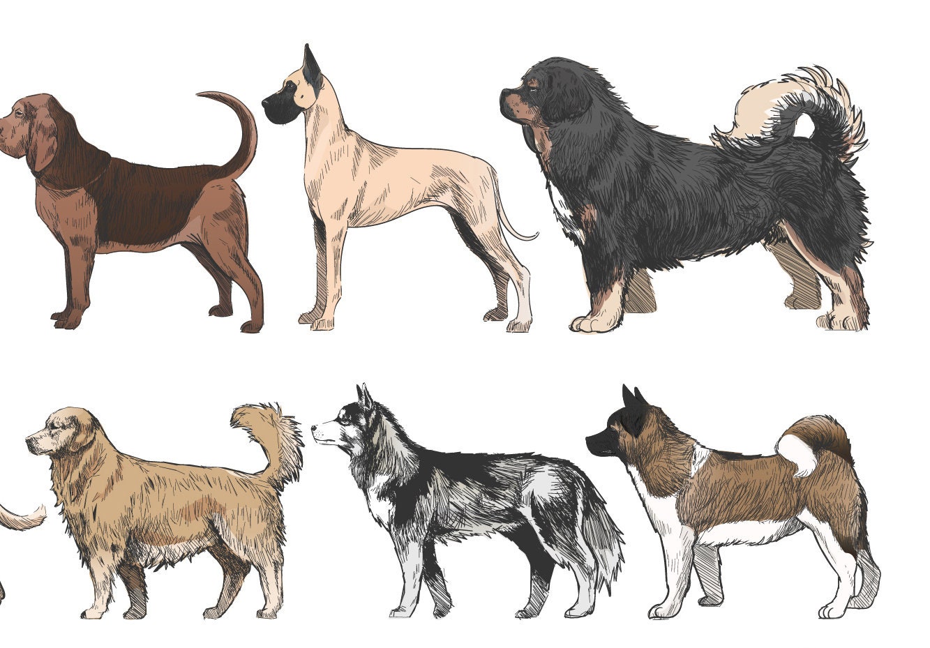 Dog Breeds Collection, a Wonderful Picture of 50 Breeds, Just to Print ...