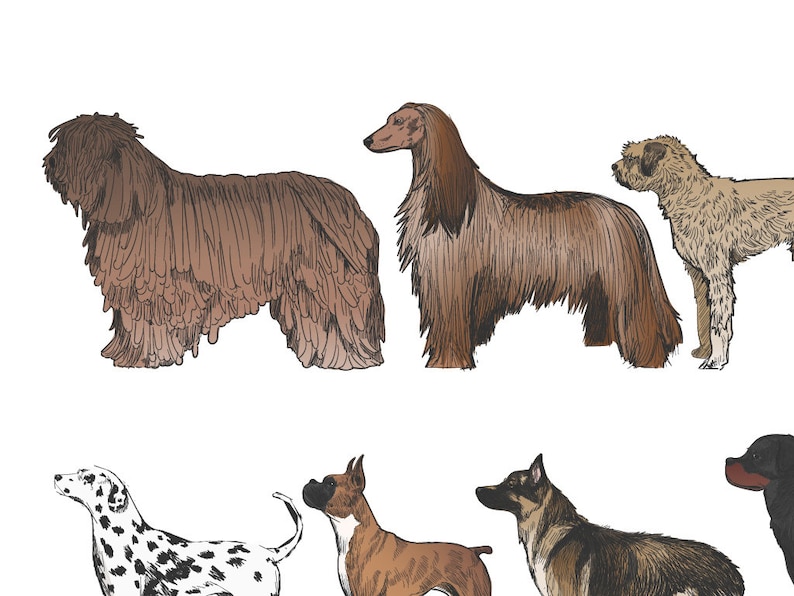 Dog Breeds Collection, a Wonderful Picture of 50 Breeds, Just to Print ...