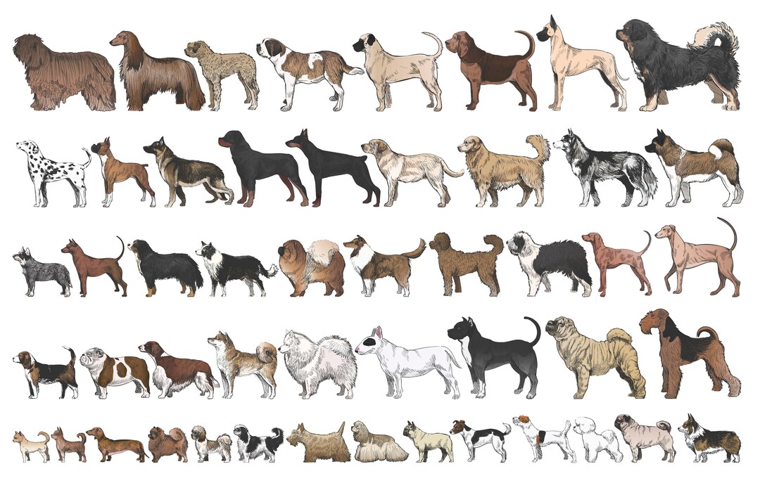 Dog Breeds Collection, a Wonderful Picture of 50 Breeds, Just to Print ...