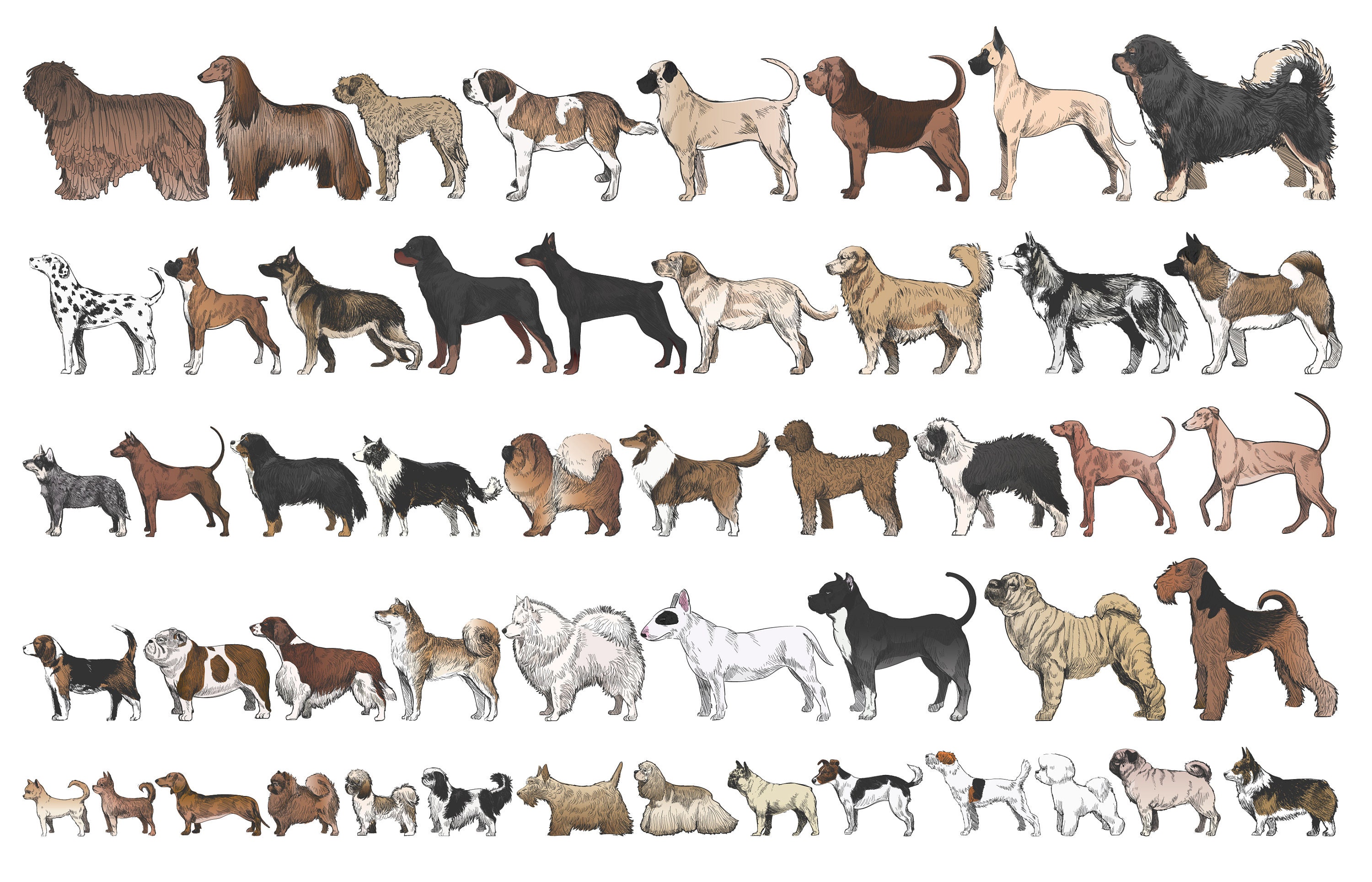 Dog Breeds Collection, a Wonderful Picture of 50 Breeds, Just to Print ...