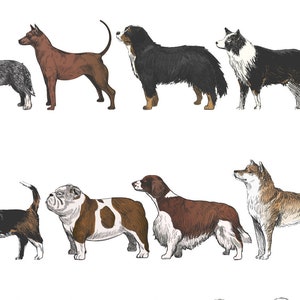 Dog Breeds Collection, a Wonderful Picture of 50 Breeds, Just to Print ...