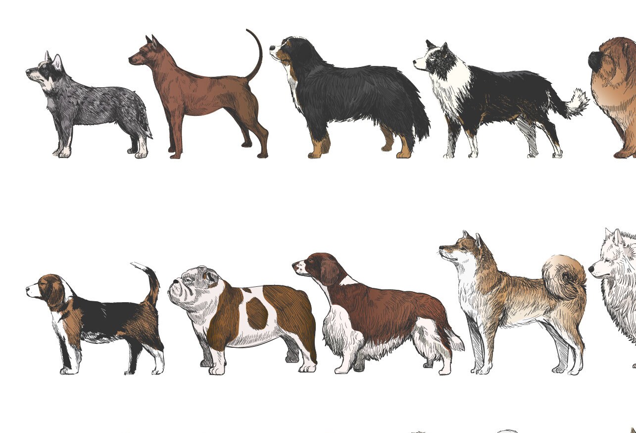 Dog Breeds Collection, a Wonderful Picture of 50 Breeds, Just to Print ...