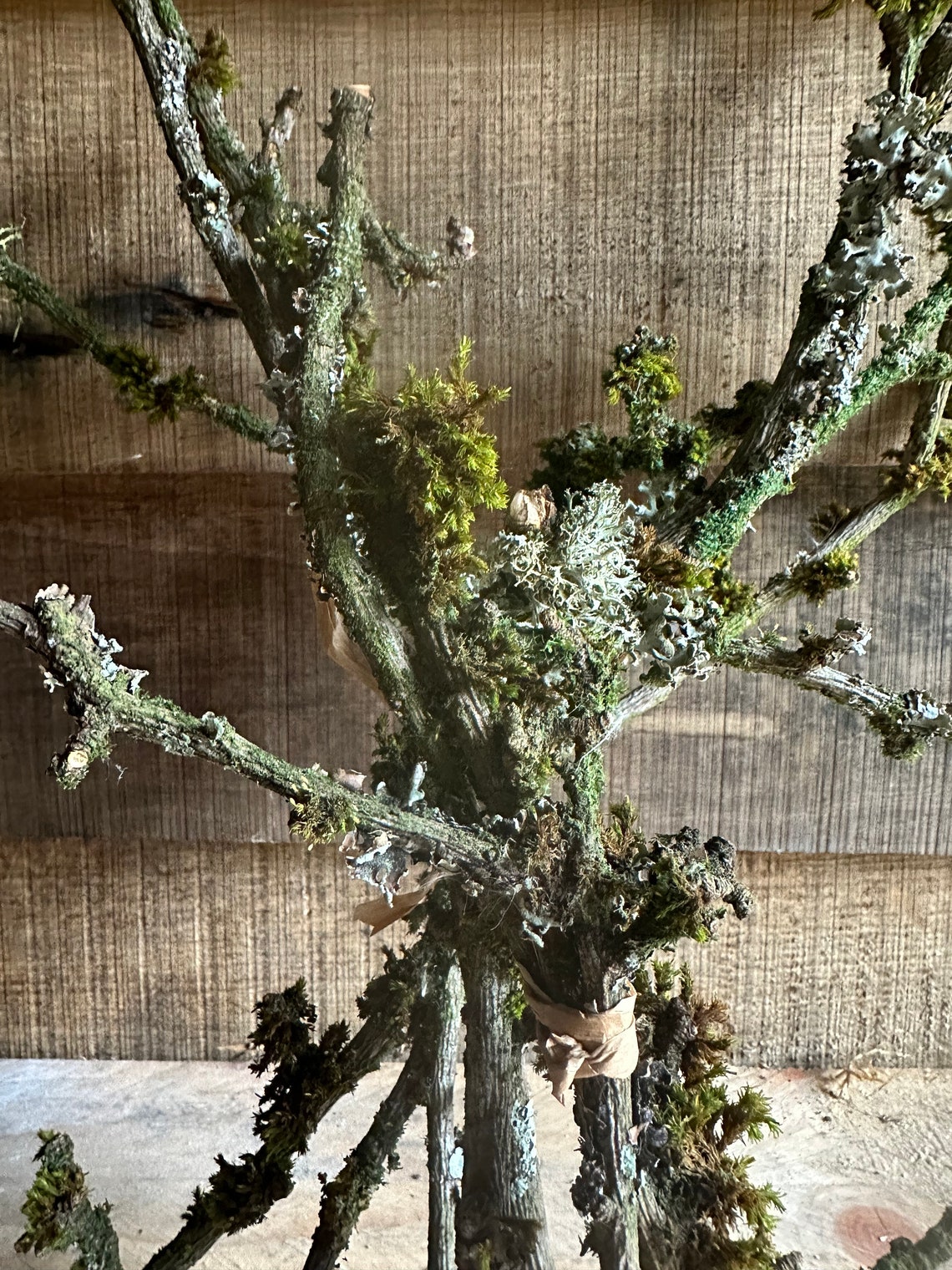Lichen and Moss Twigs, Natural Lichen and Mossy Branches Suitable for ...