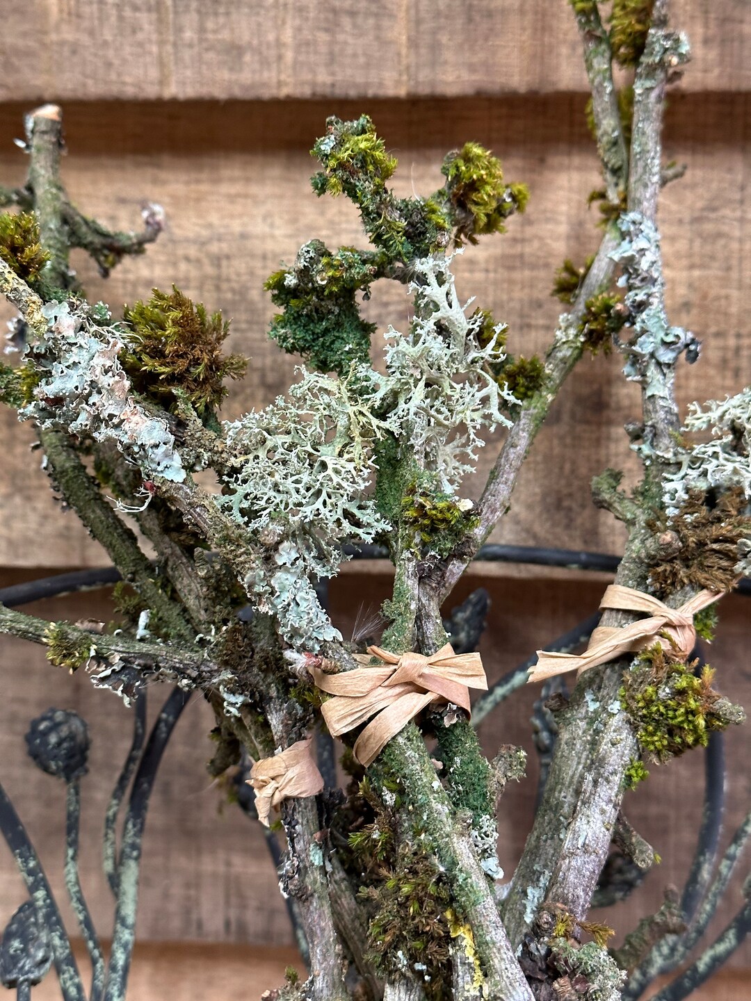 Lichen and Moss Twigs, Natural Lichen and Mossy Branches Suitable for ...