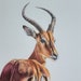 Original Colored Pencil Drawing of Impala - Etsy