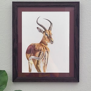 Original Colored Pencil Drawing of Impala - Etsy