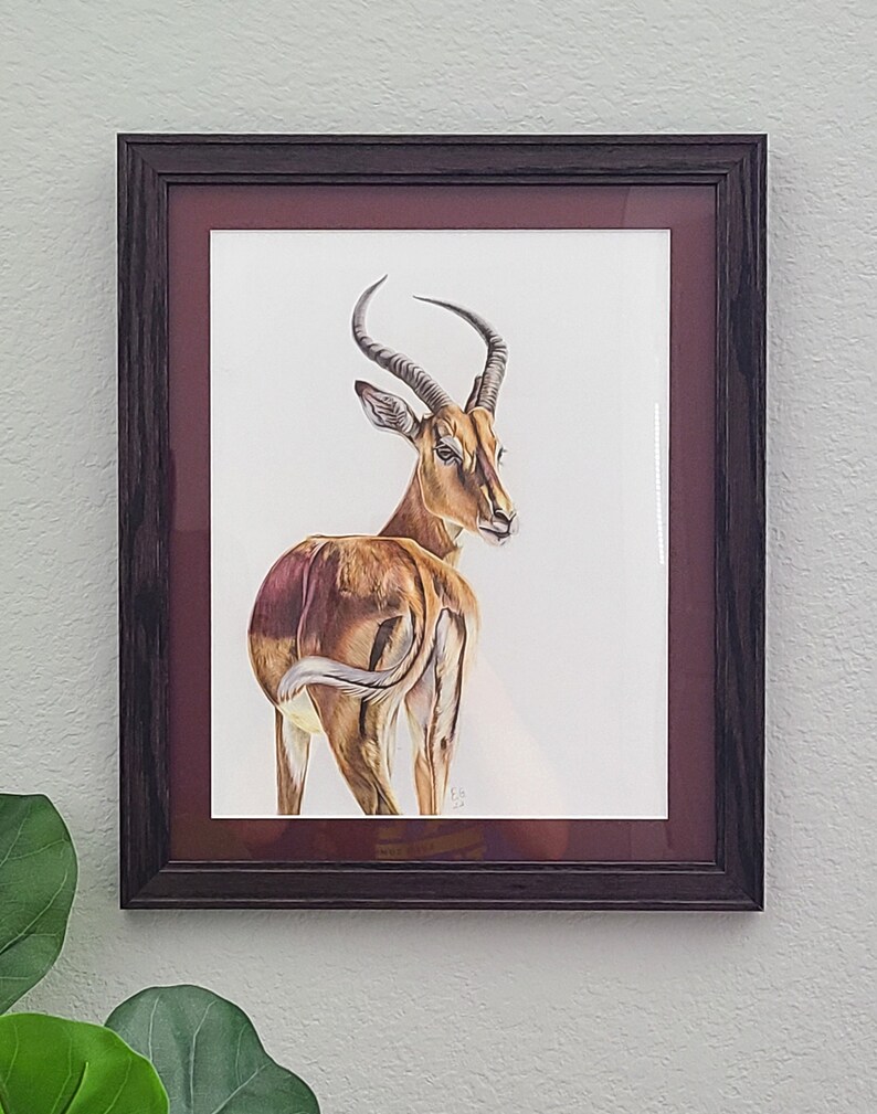 Original Colored Pencil Drawing of Impala - Etsy