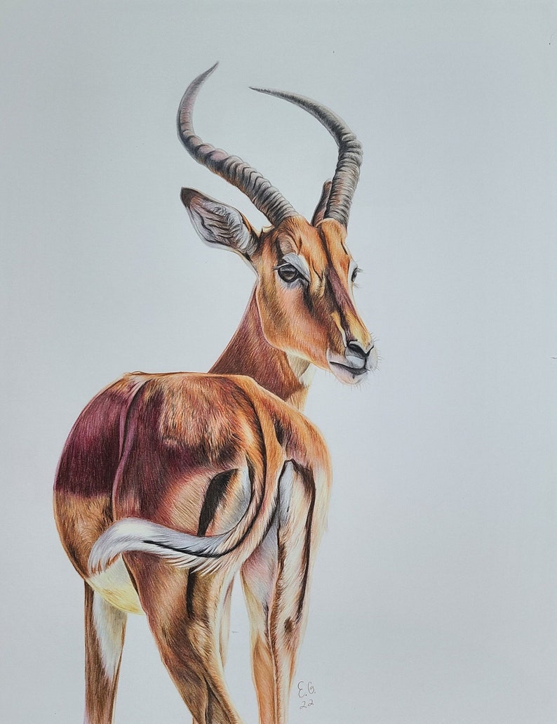 Original Colored Pencil Drawing of Impala - Etsy