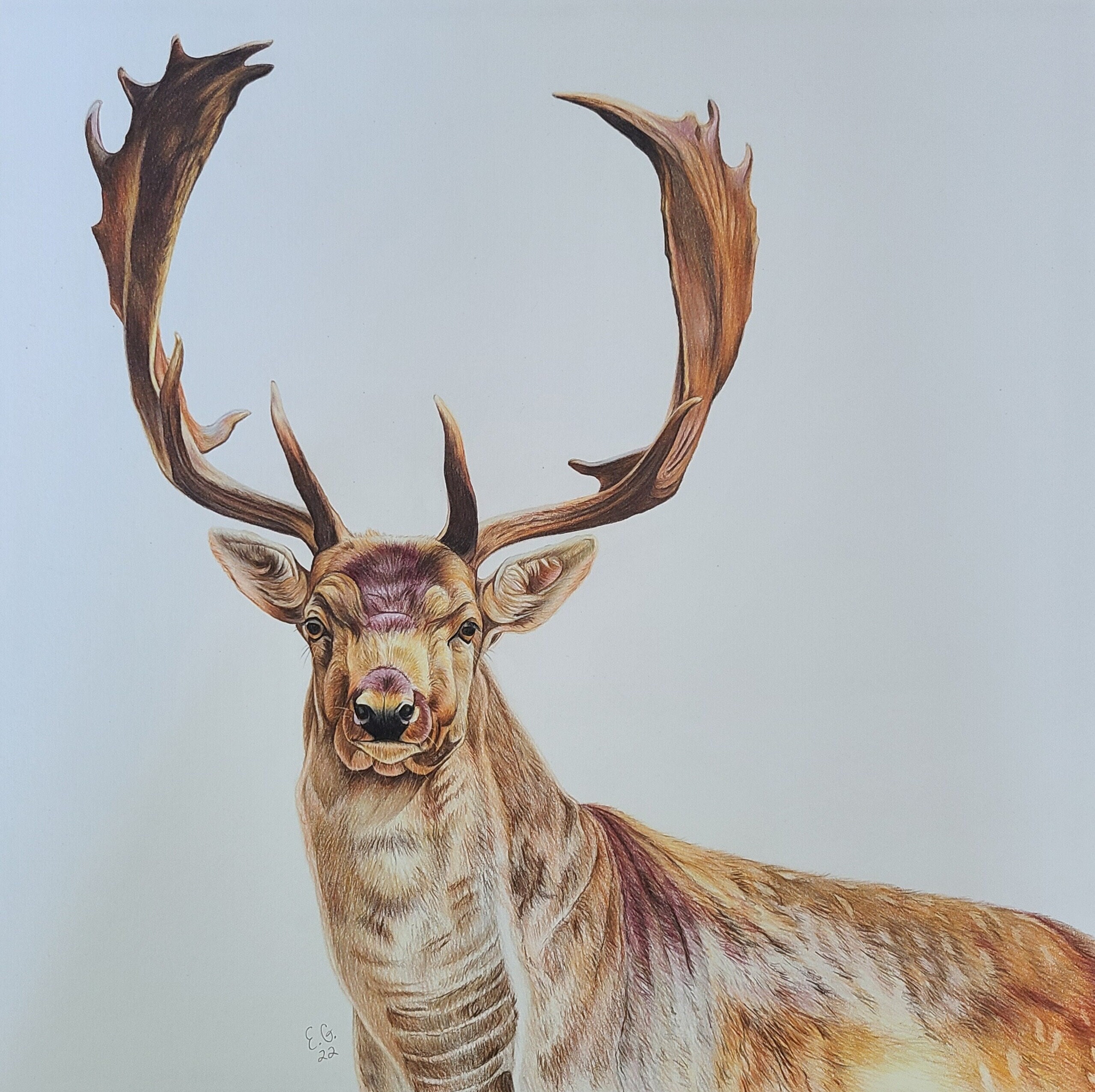 Original Colored Pencil Drawing of a Fallow Deer - Etsy